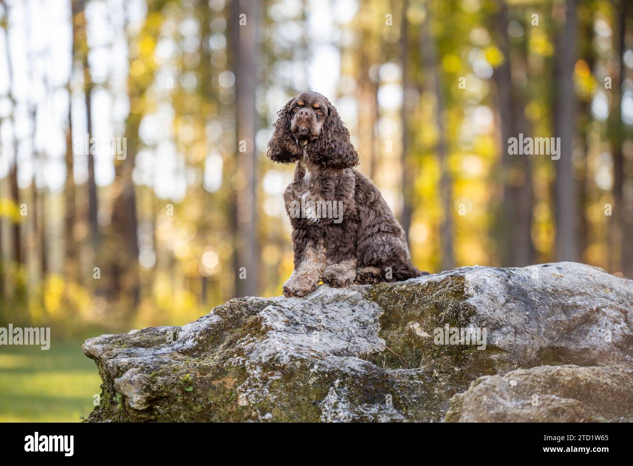Chocolate American cocker spaniel playing at a pack with green ...