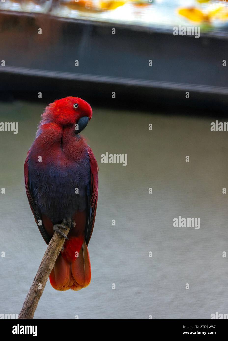The resplendent Eclectus Parrot (Eclectus roratus), native to the ...