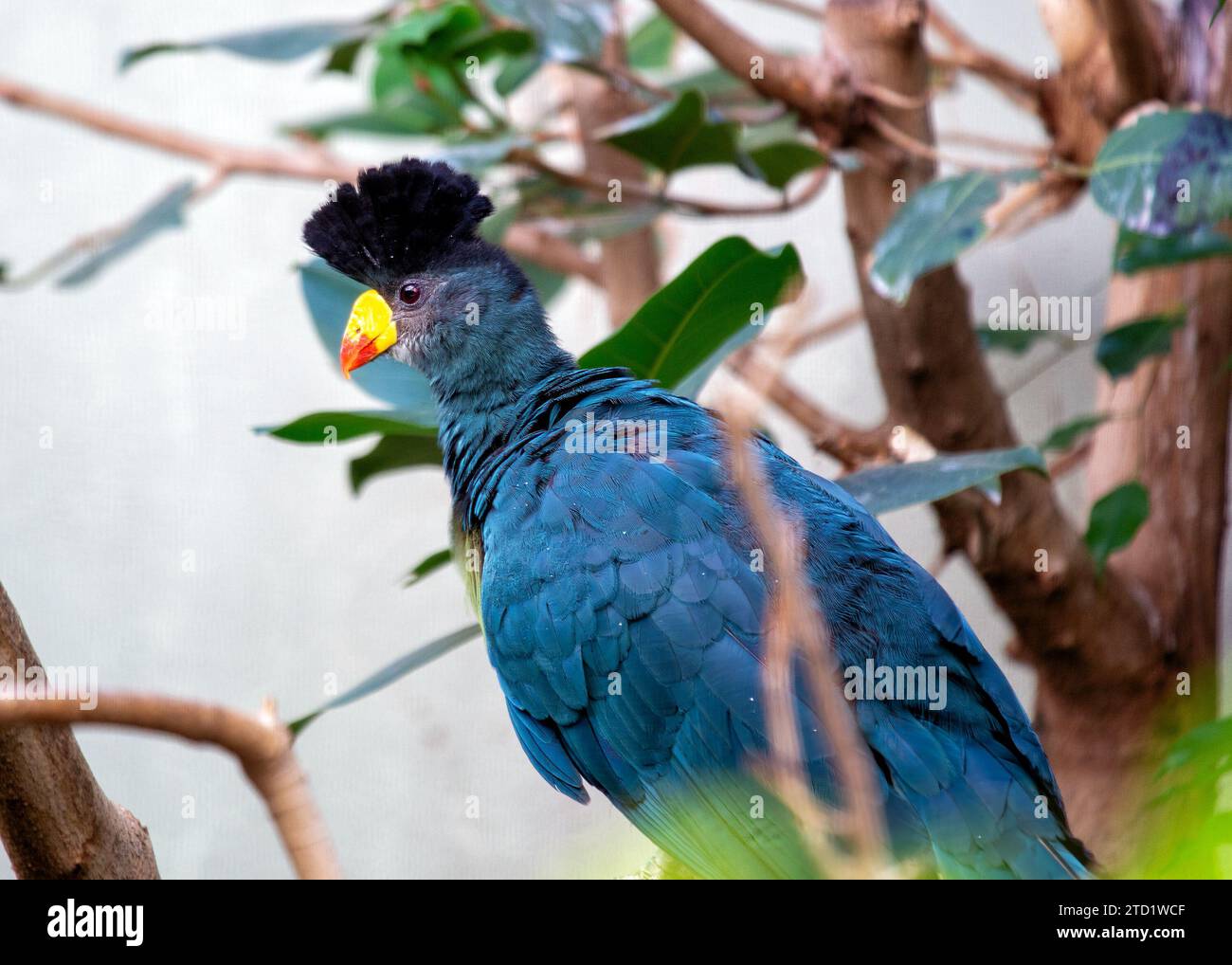 The magnificent Great Blue Turaco (Corythaeola cristata) is a jewel of ...
