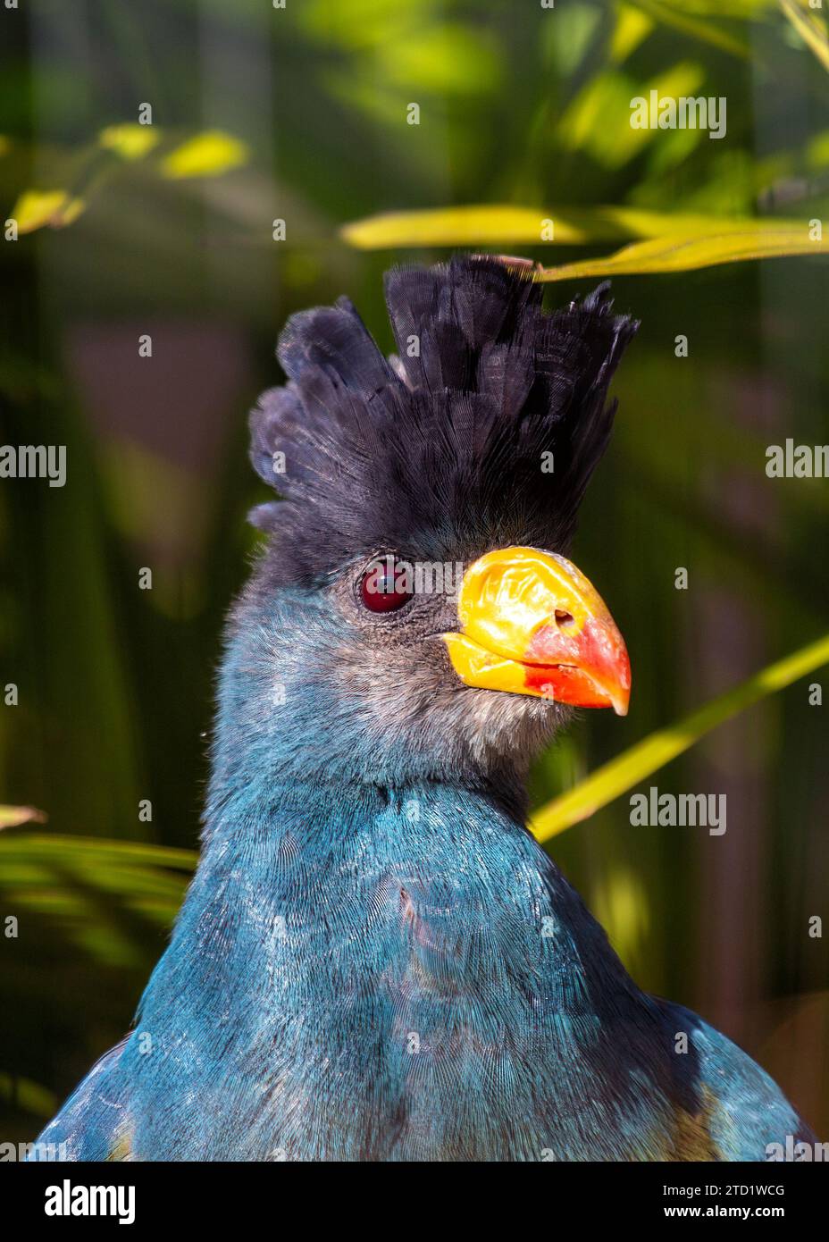 The magnificent Great Blue Turaco (Corythaeola cristata) is a jewel of ...