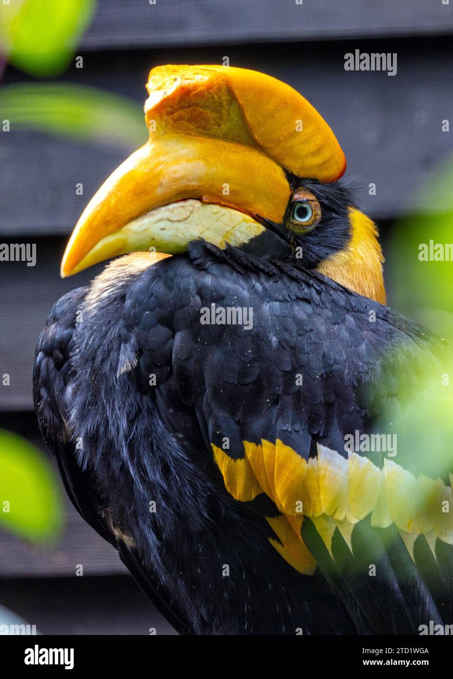 The majestic Great Hornbill (Buceros bicornis) inhabits the lush ...