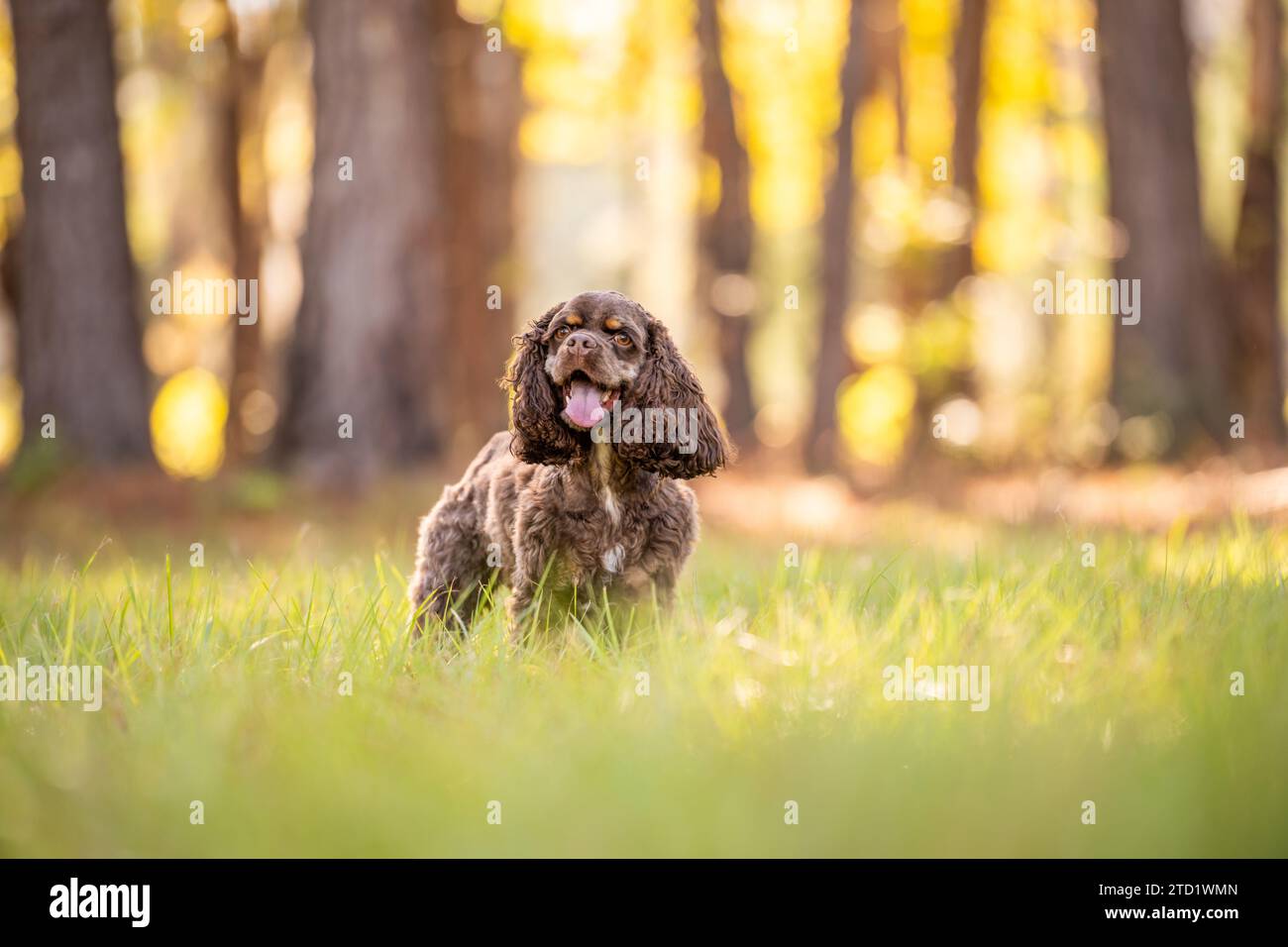 Chocolate American cocker spaniel playing at a pack with green ...