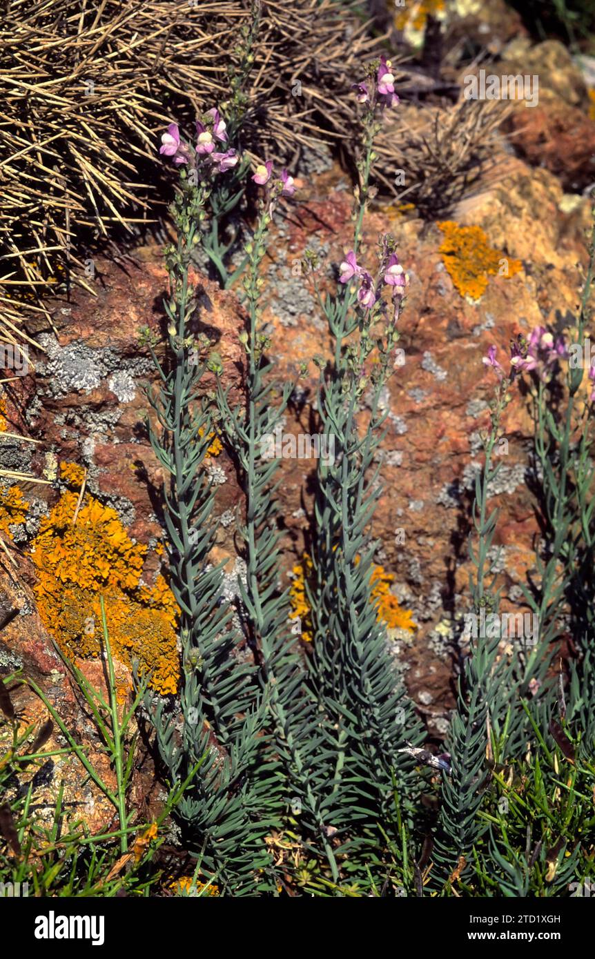 Toadflax of Capraia (Linaria capraria), Scrophulariaceae.Endemic herb ...