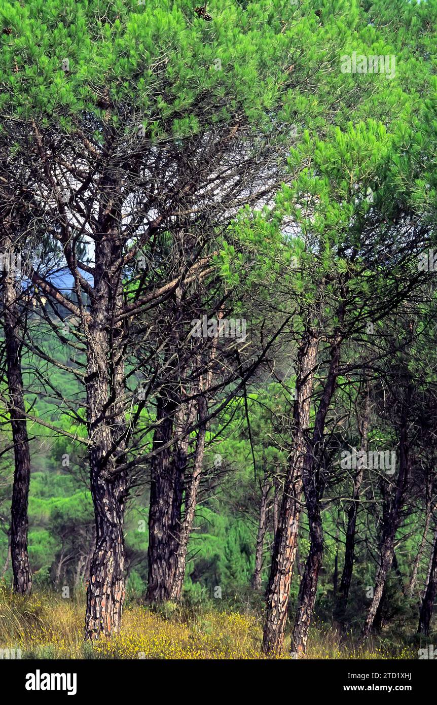 Orobancaceaeeurope hi-res stock photography and images - Alamy