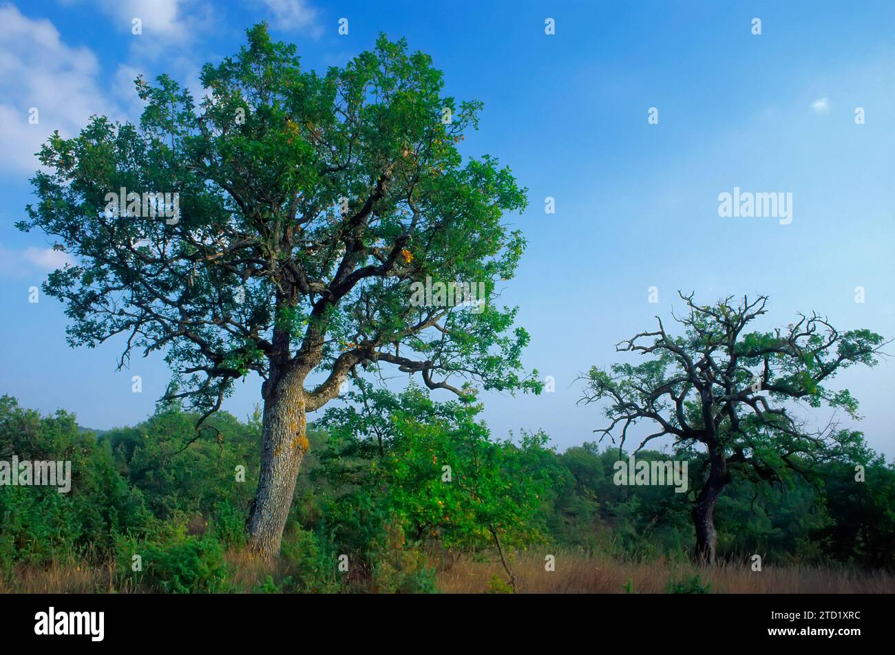 woodland oak copse with large trees (matricine). Downy oak (Quercus ...