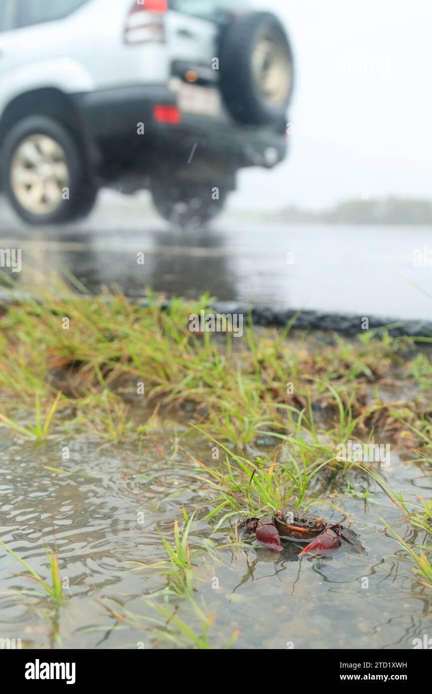 December 15, 2023, Cairns, Queensland, Australia: Mangrove crabs emerge ...