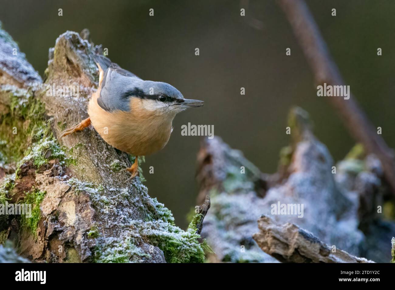 Nuthatch claws hi-res stock photography and images - Alamy
