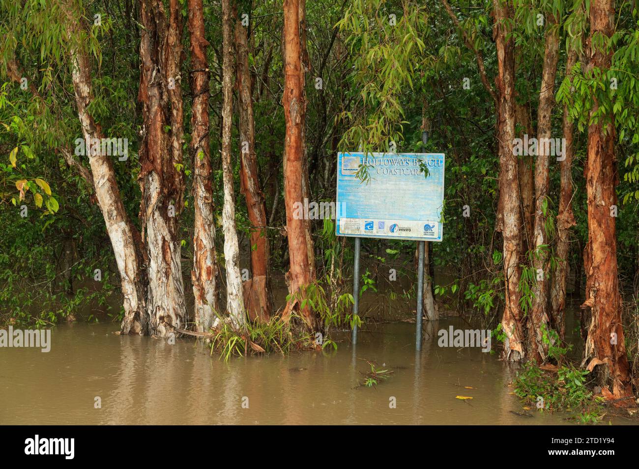 Flooded mangroves in the northern beaches suburb of Holloways Beach in ...