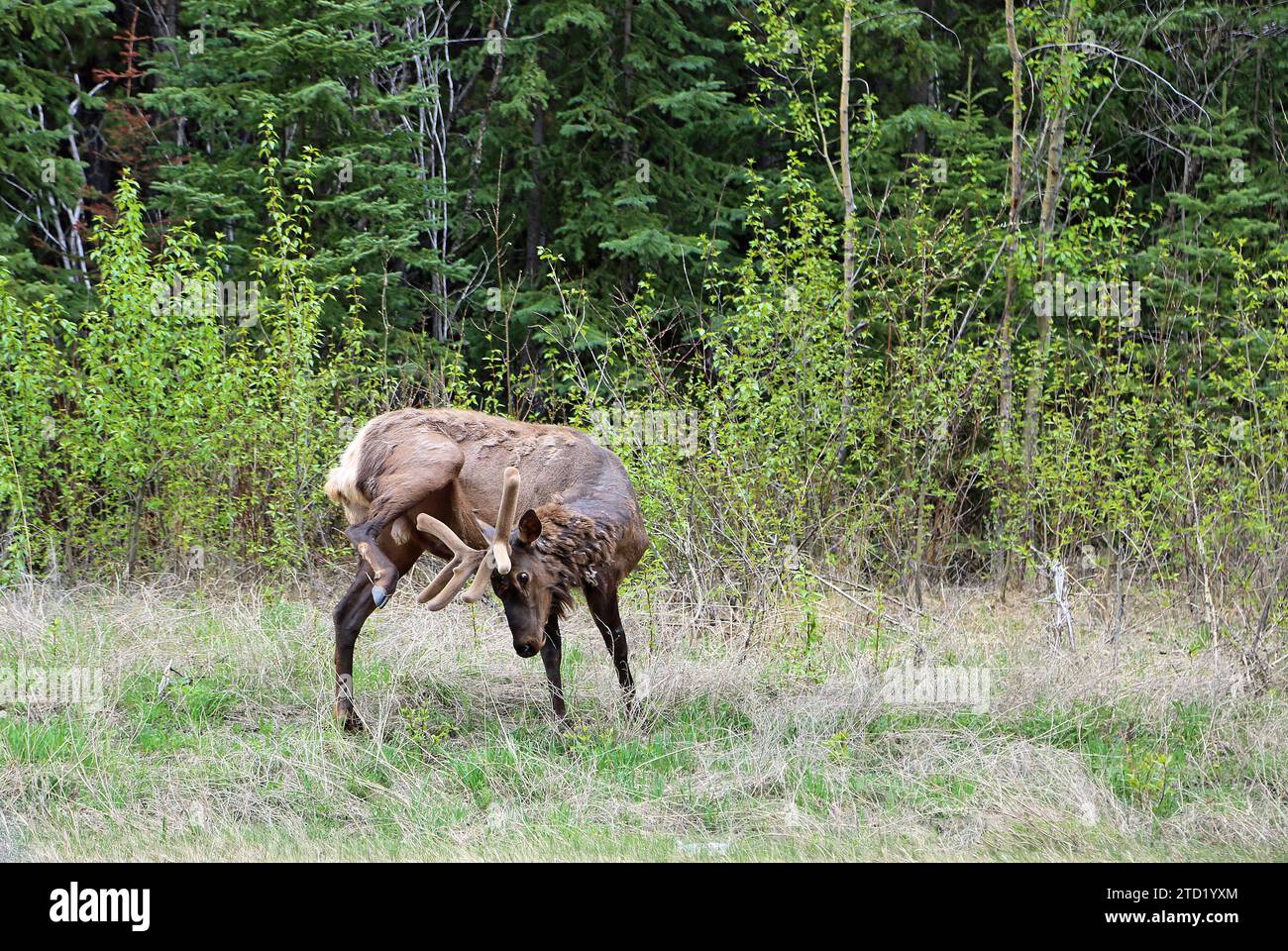 Male deer scratching - Canada Stock Photo - Alamy