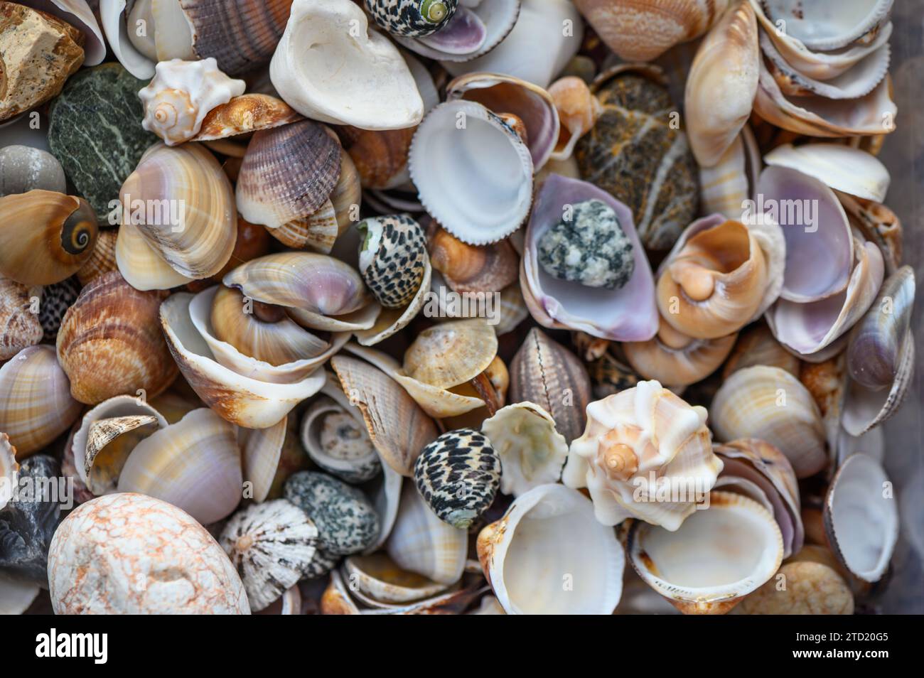 a lot of seashells poured into a box 7 Stock Photo - Alamy