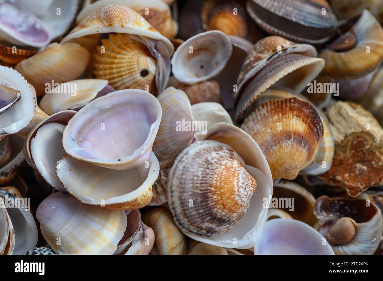 a lot of seashells poured into a box 10 Stock Photo - Alamy