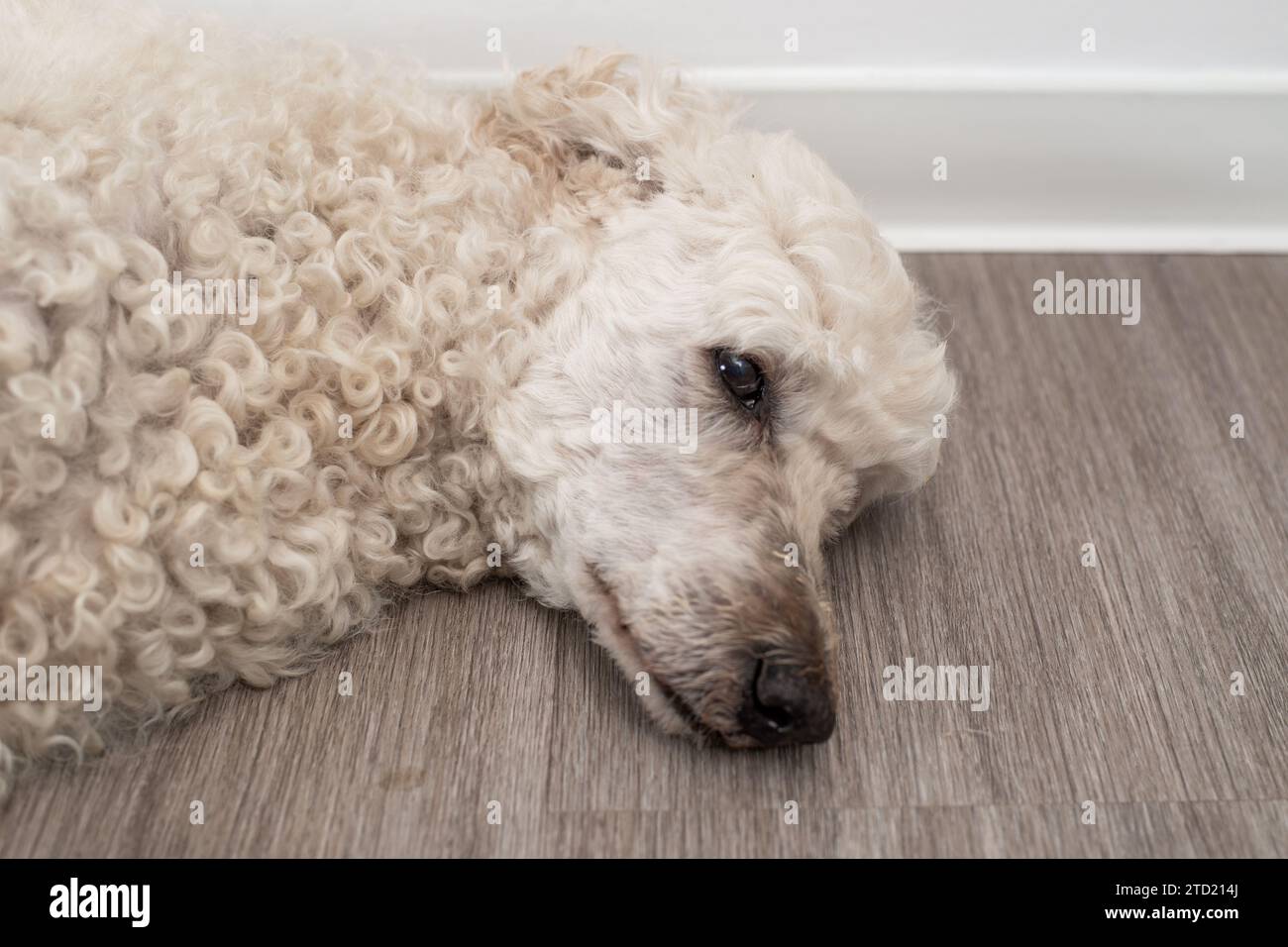 A tired dog's face resting on the floor Stock Photo - Alamy