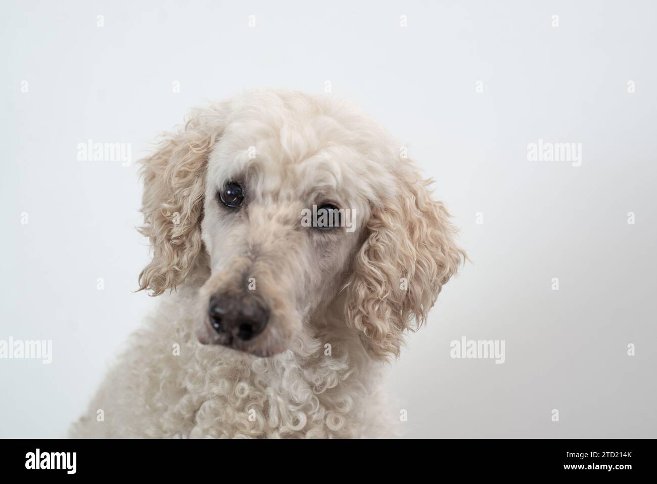 Close-up of a curly-haired poodle against a white background Stock ...