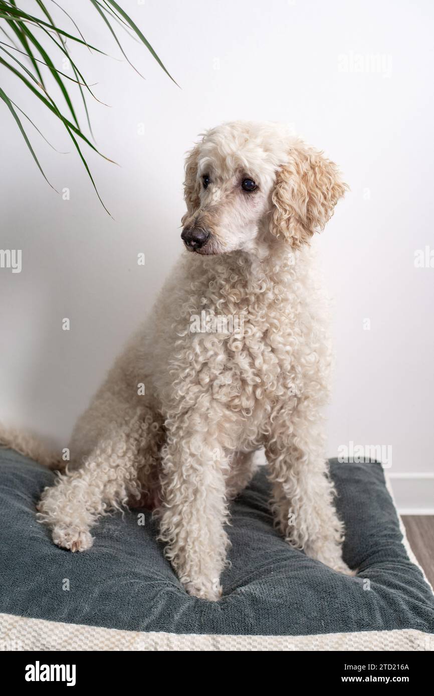 Curly-coated poodle seated on a cushion, with a houseplant in the ...
