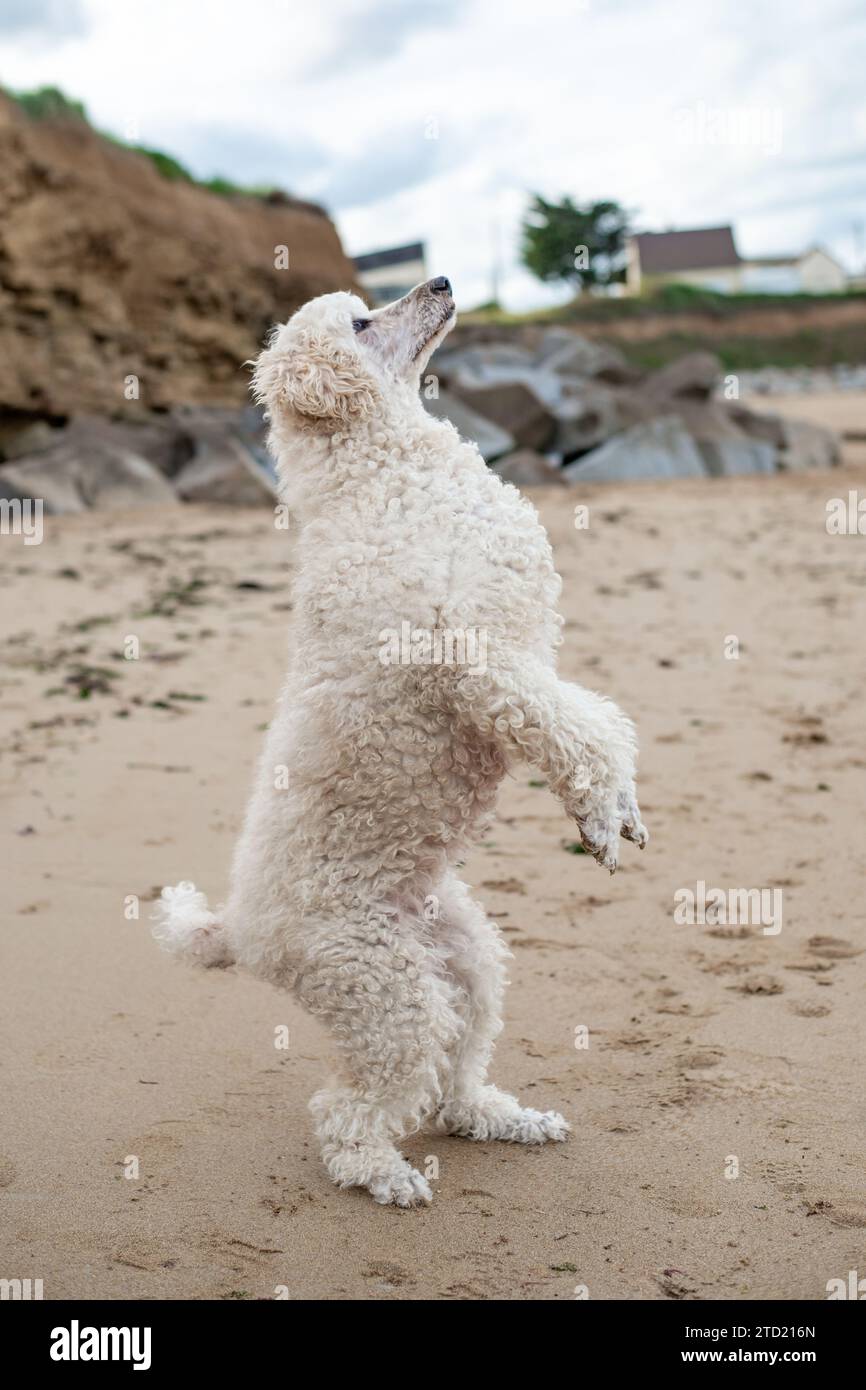 White poodle performing a playful dance on the sandy beach Stock Photo ...