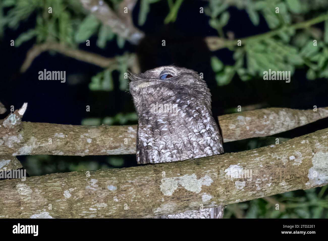 Papuan frogmouth (Podargus papuensis) observed in Waigeo in West Papua ...