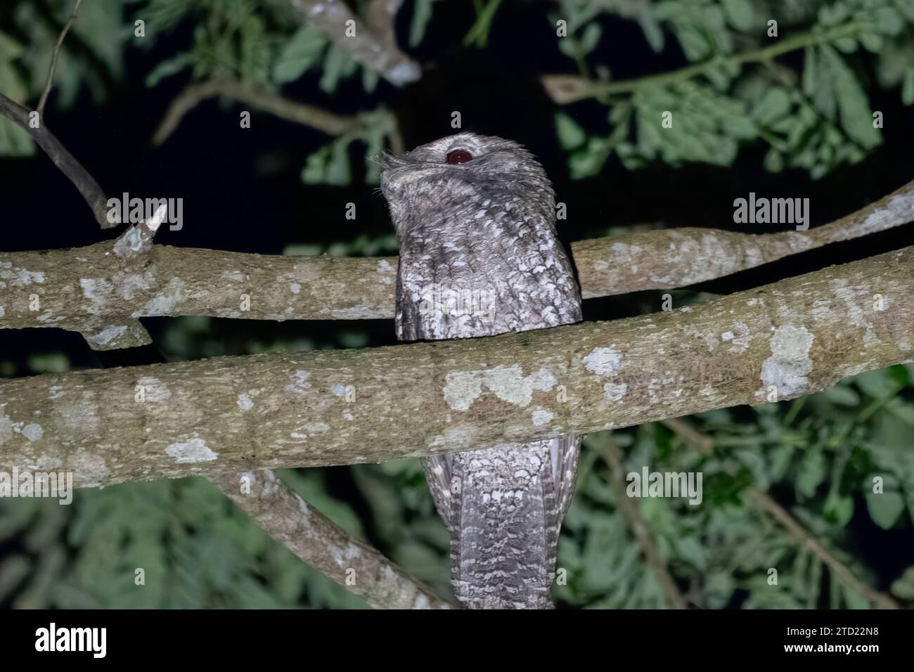 Papuan frogmouth (Podargus papuensis) observed in Waigeo in West Papua ...