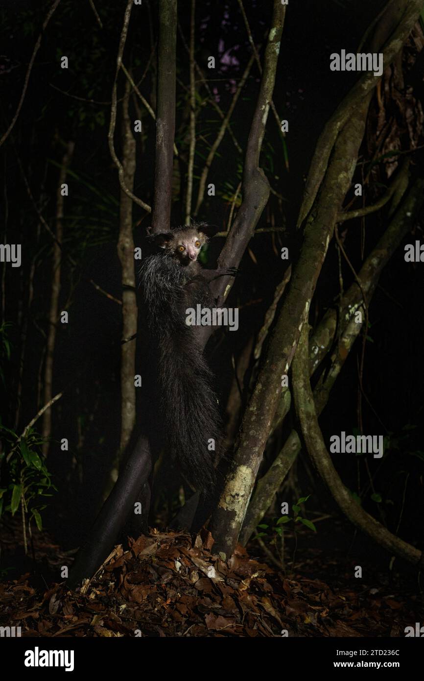 Aye aye during the night on Madagascar. Curious lemur is looking for ...