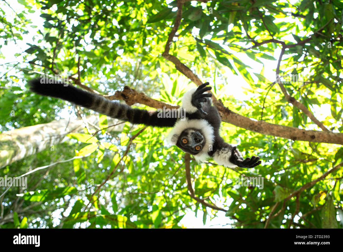 Black and white ruffed lemur in the forest. Varecia variegata lemur is ...