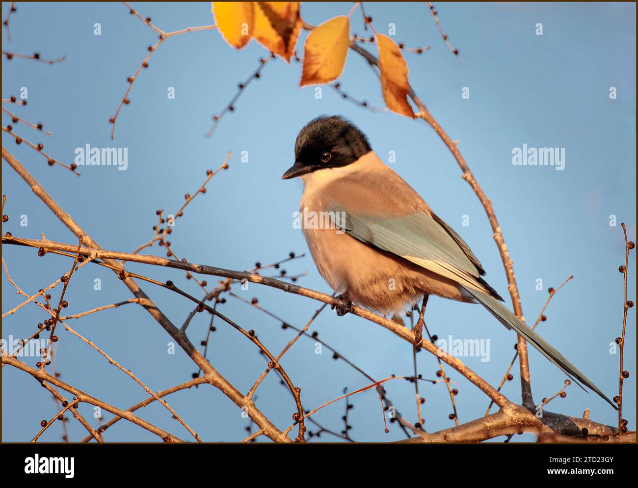 Fly tree to wall hi-res stock photography and images - Alamy