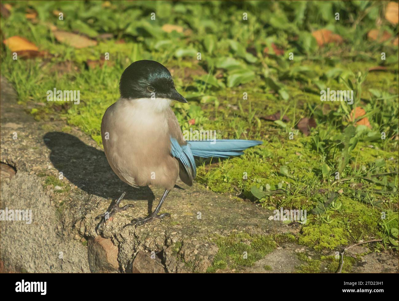 Iberian blue tail hi-res stock photography and images - Alamy