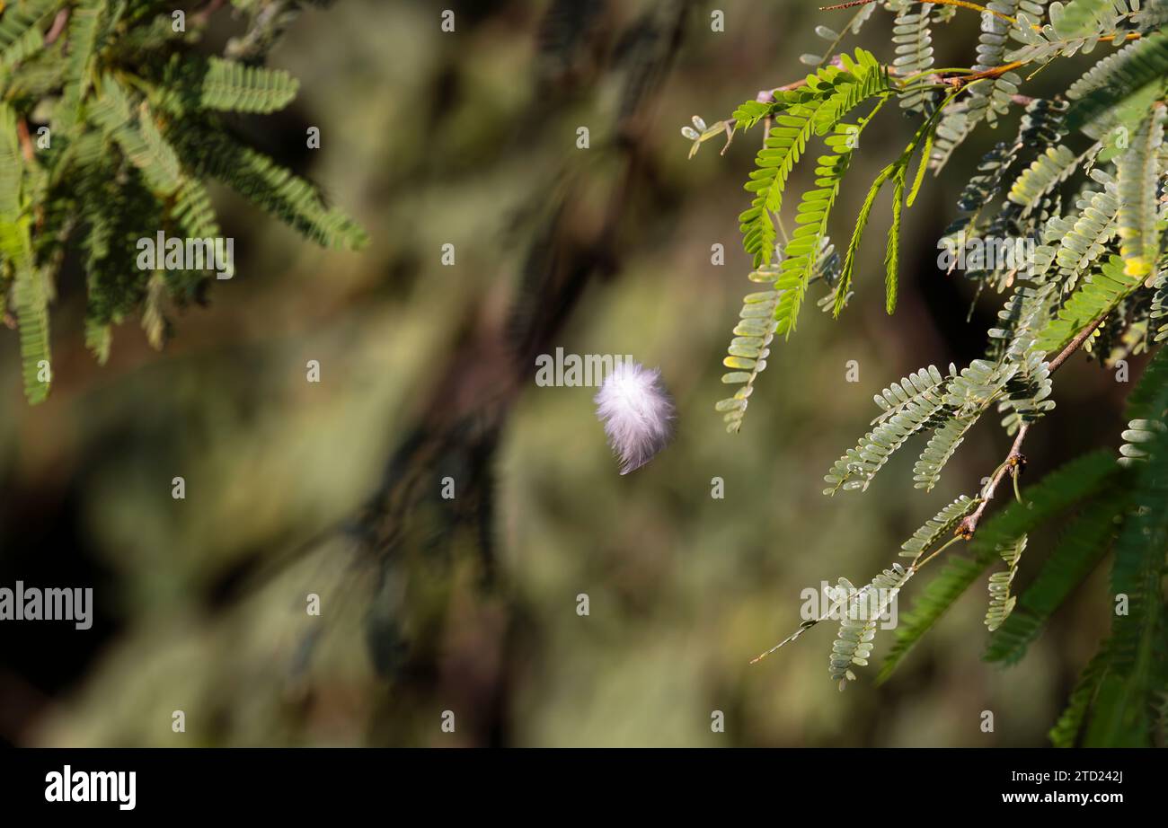 Conceptual image of single, symbolic falling feather, wafting downward ...