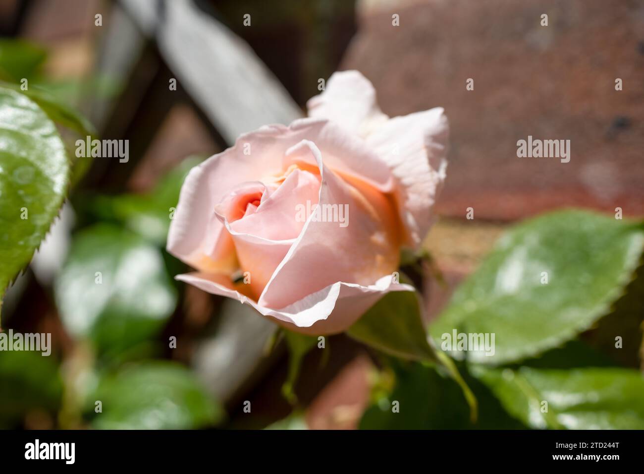 detailed close up of a beautiful early Sweet Syrie (climber) pink rose ...