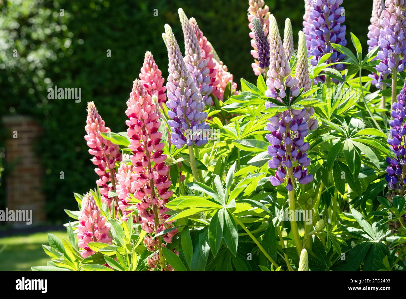 Diverse foliage with mixed species hi-res stock photography and images ...
