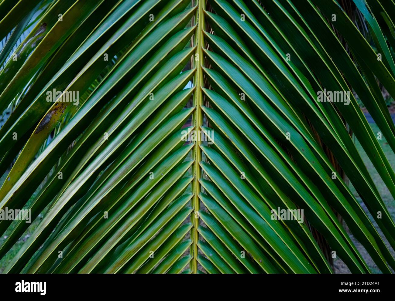 Palm tree leaf Stock Photo - Alamy