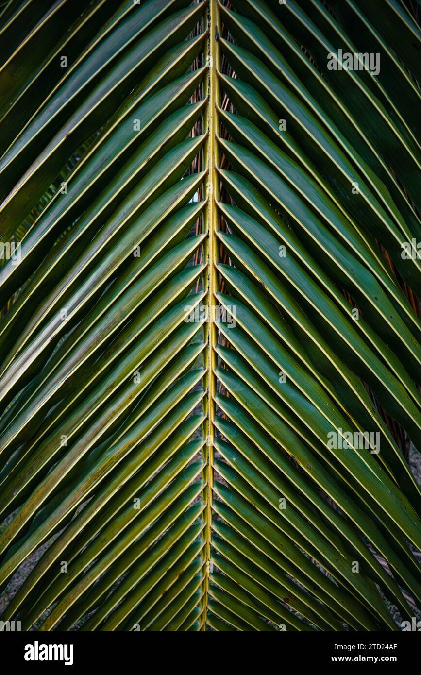 Palm tree leaf Stock Photo - Alamy