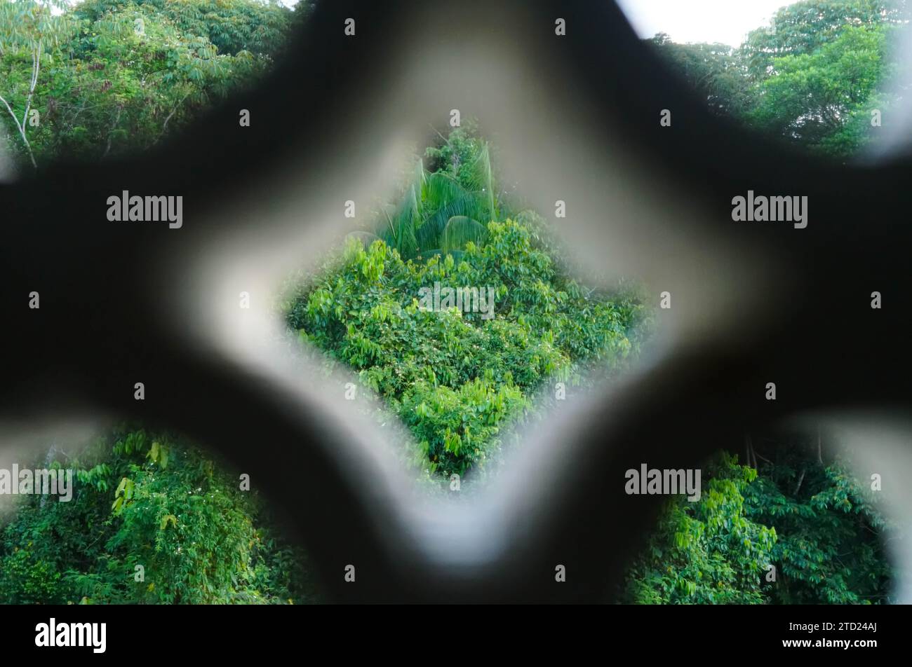 A rainforest view from the inside Stock Photo - Alamy