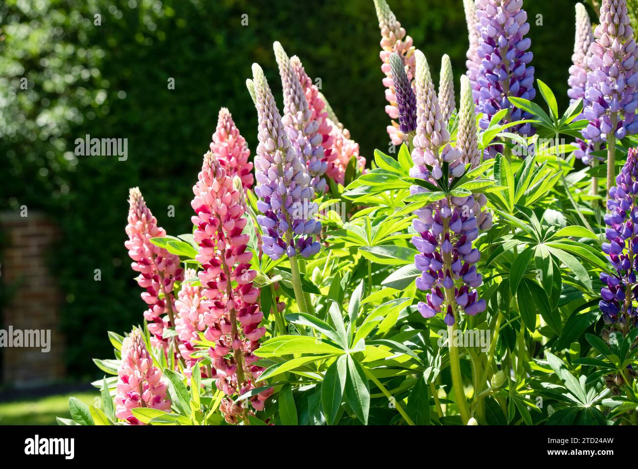 Close up beautiful detailed hi-res stock photography and images - Alamy