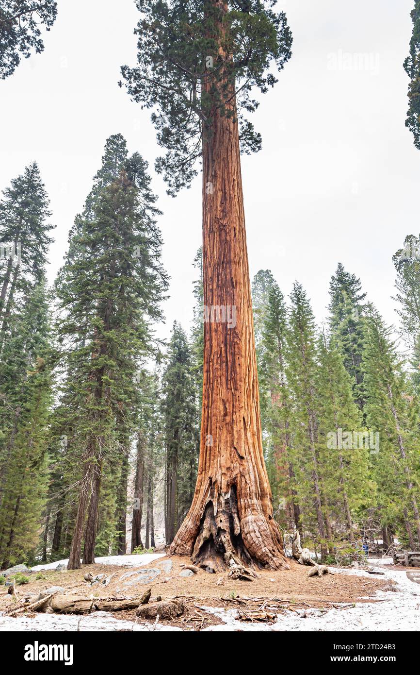 Partially burnt bark from a sequoia. Sequoia national Park with old ...