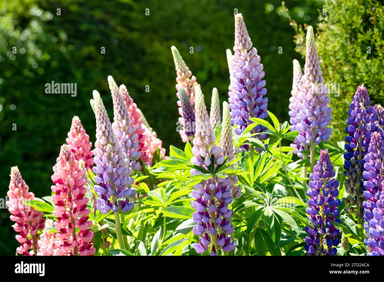 Detailed close up plant hi-res stock photography and images - Alamy