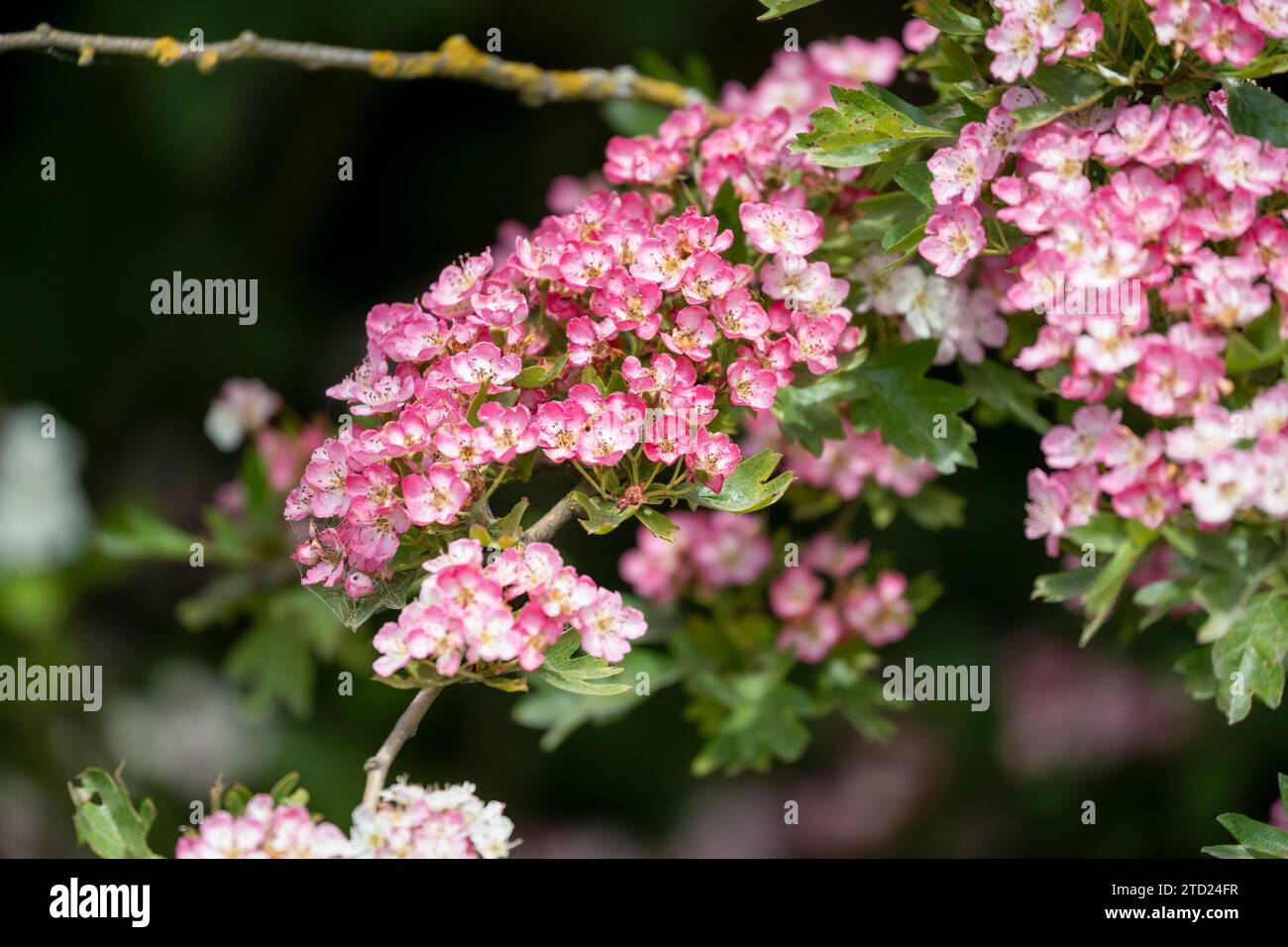 close-up of early summer beautiful detailed pink and white Hawthorn ...