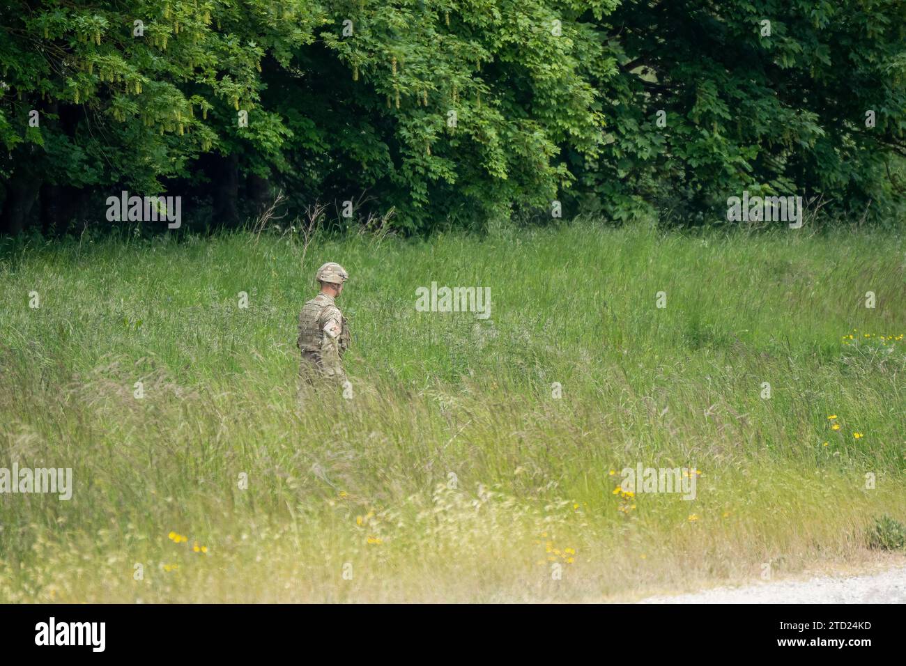 British army soldier moving through long grass Stock Photo - Alamy