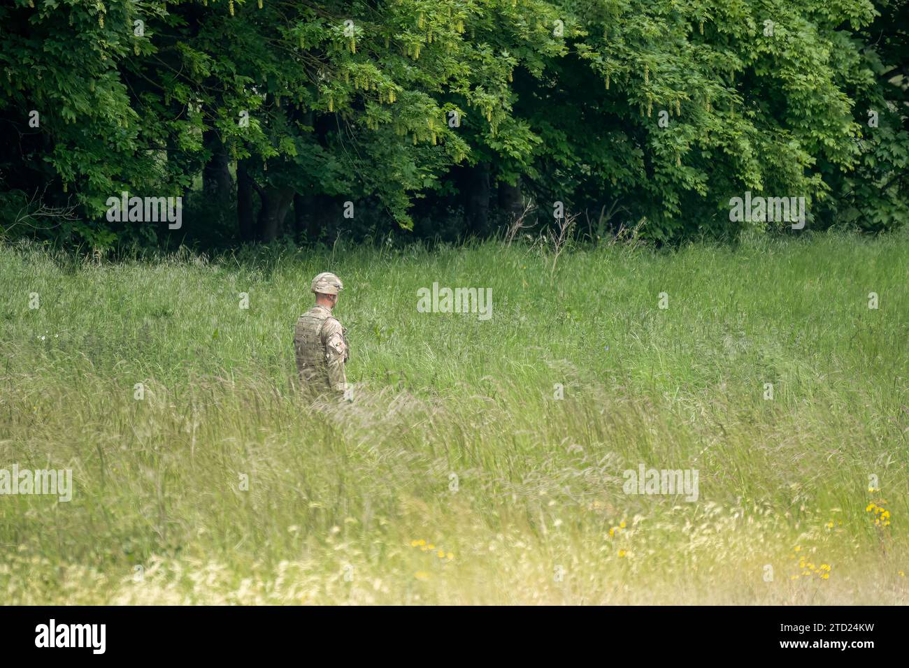 British army soldier moving through long grass Stock Photo - Alamy