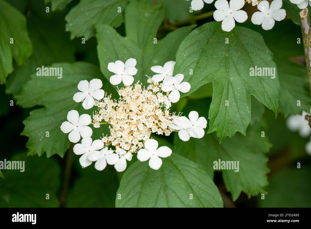 close-up of Viburnum Opulus Compactum, commonly known as the ‘Compact ...