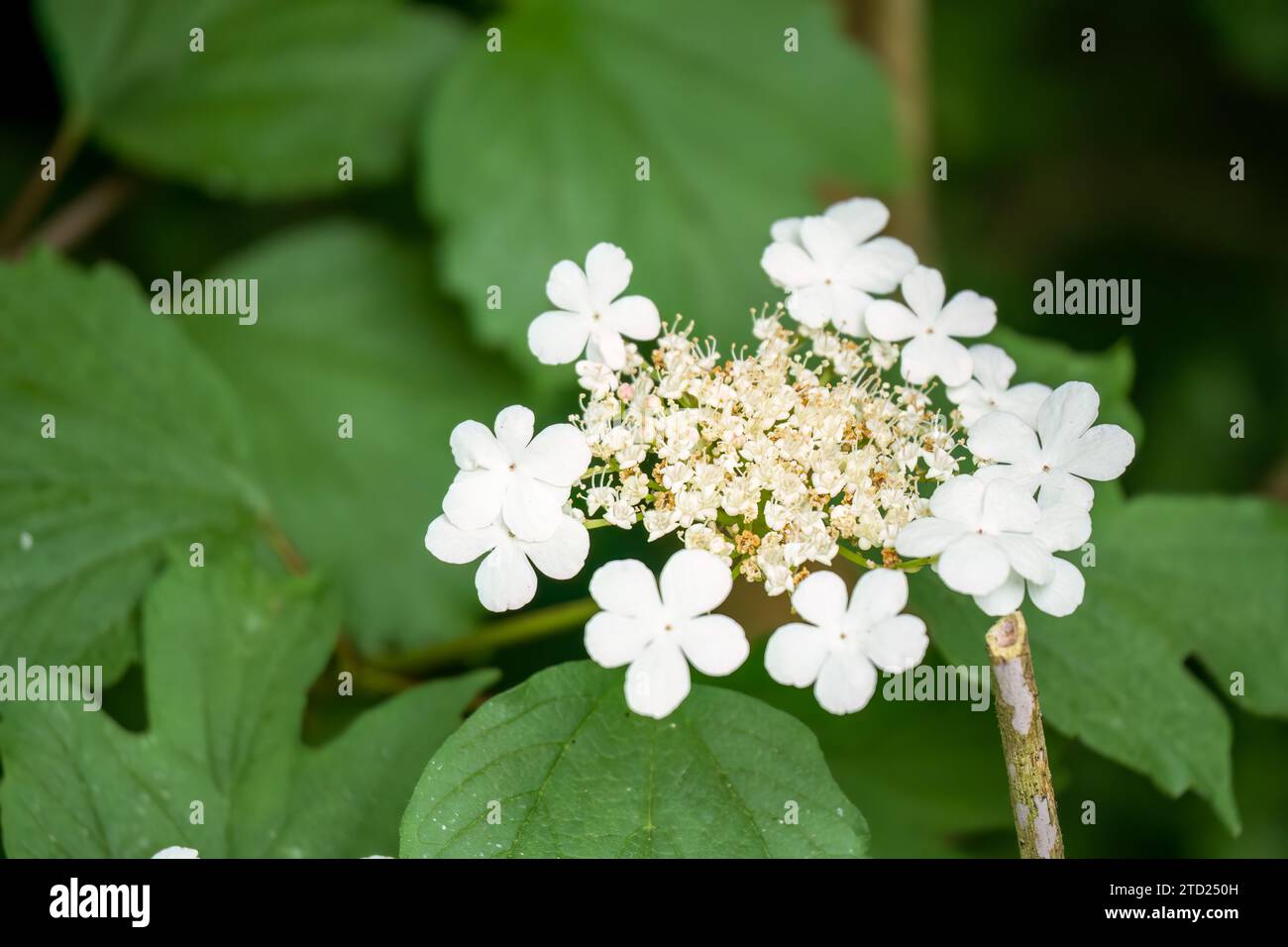 close-up of Viburnum Opulus Compactum, commonly known as the ‘Compact ...