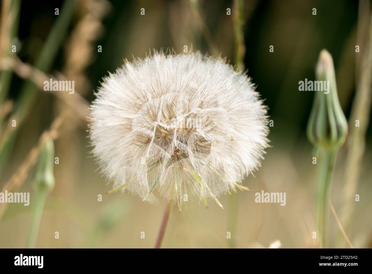 closeup showing the intricate detail and beauty of a dandelion ...