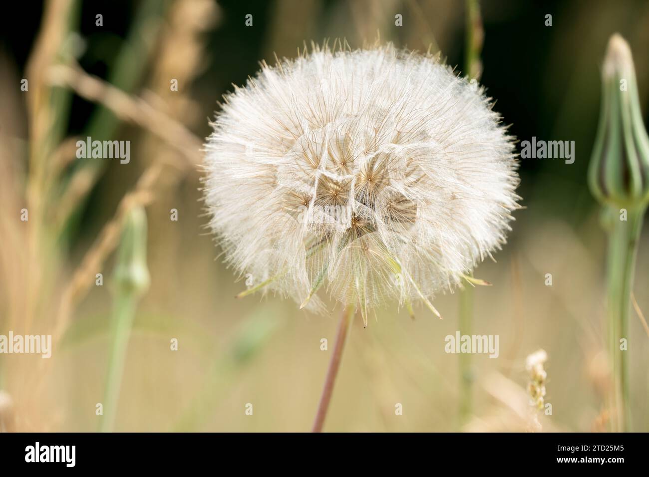 closeup showing the intricate detail and beauty of a dandelion ...