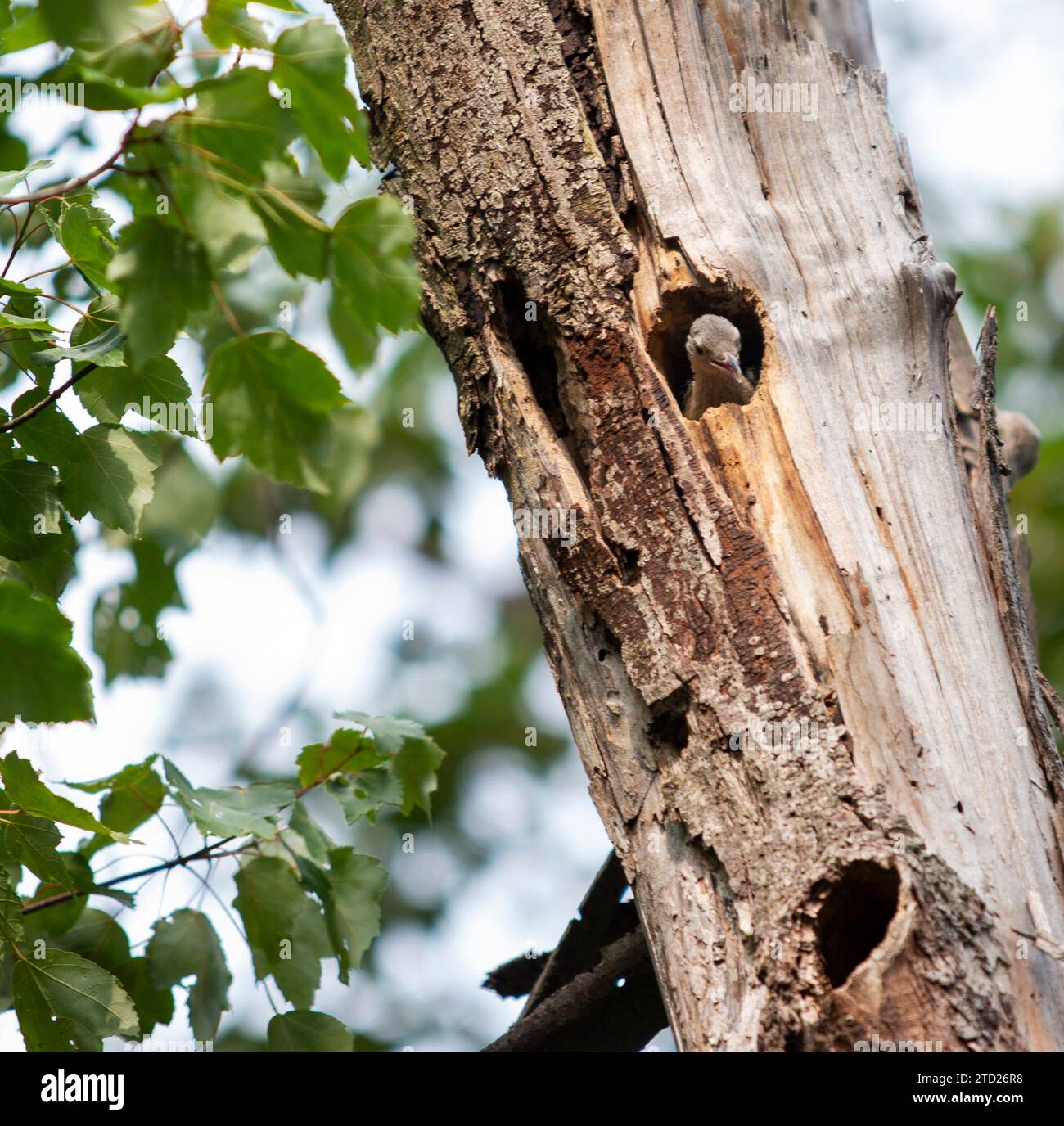 A bird is perched inside of a hole on the side of a tree Stock Photo ...
