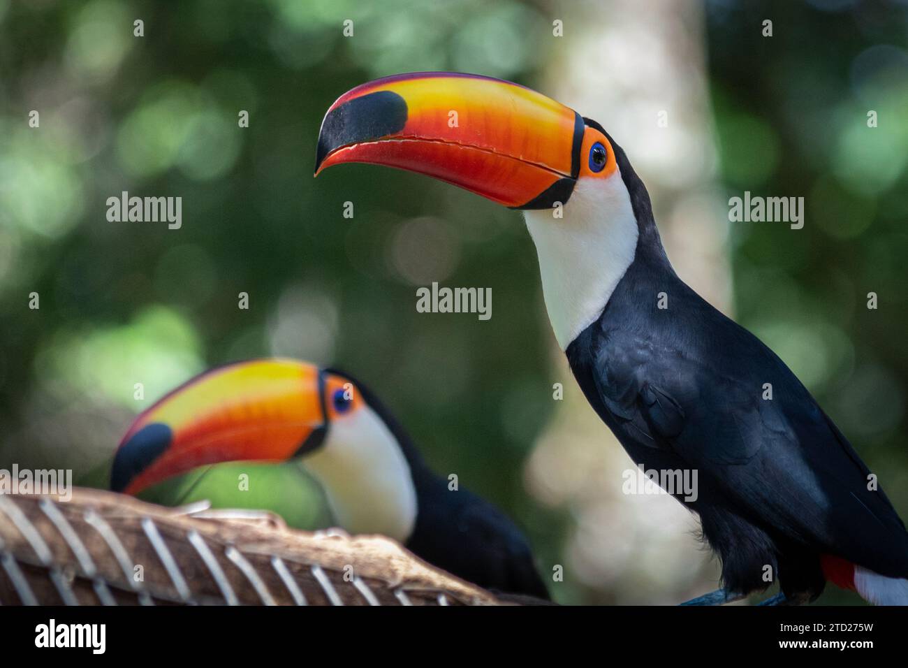 Toco toucan (Ramphastos Toco Stock Photo - Alamy