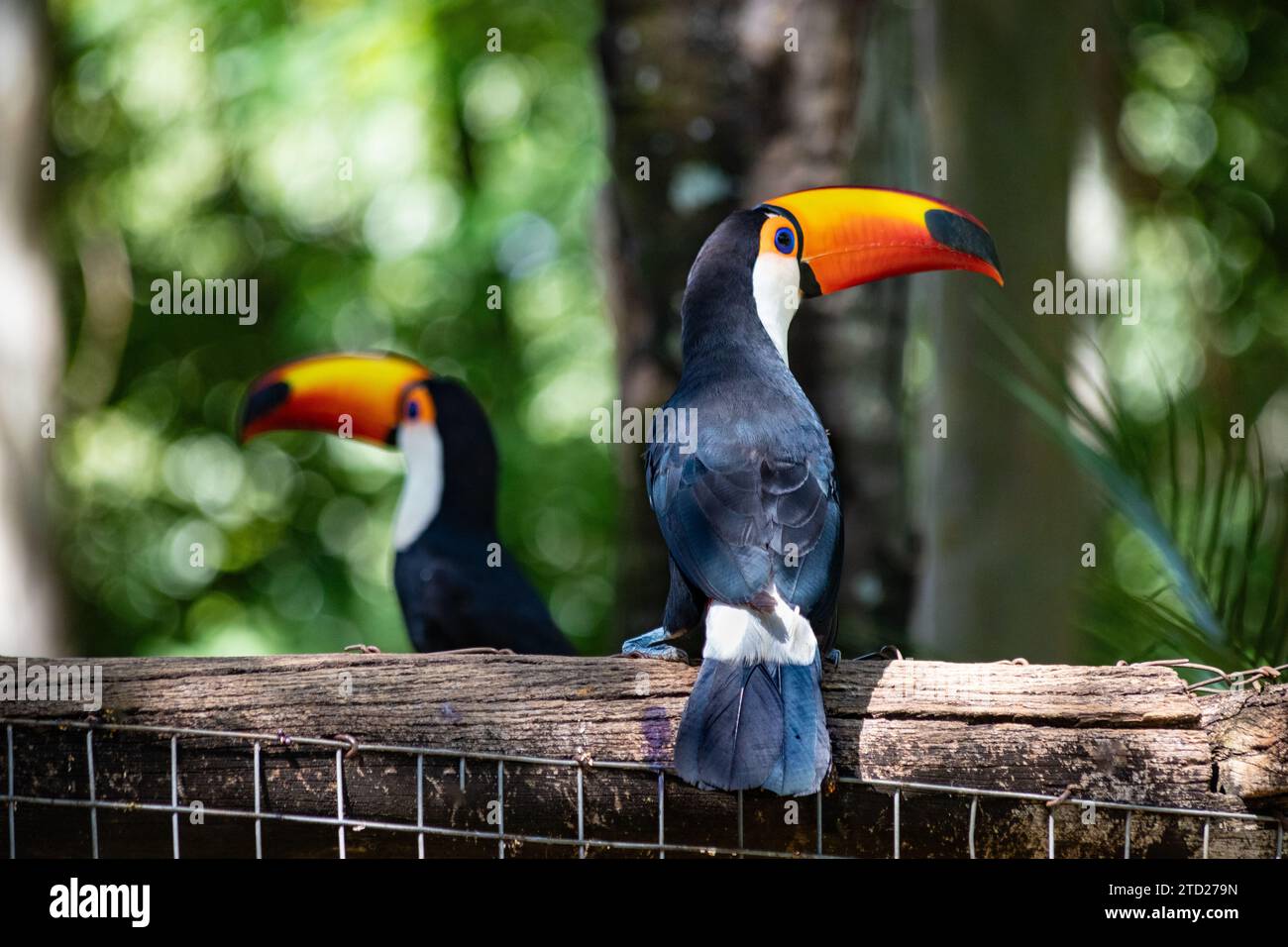 Toco toucan (Ramphastos Toco Stock Photo - Alamy Toco toucan (Ramphastos Toco Stock Photo - Alamy