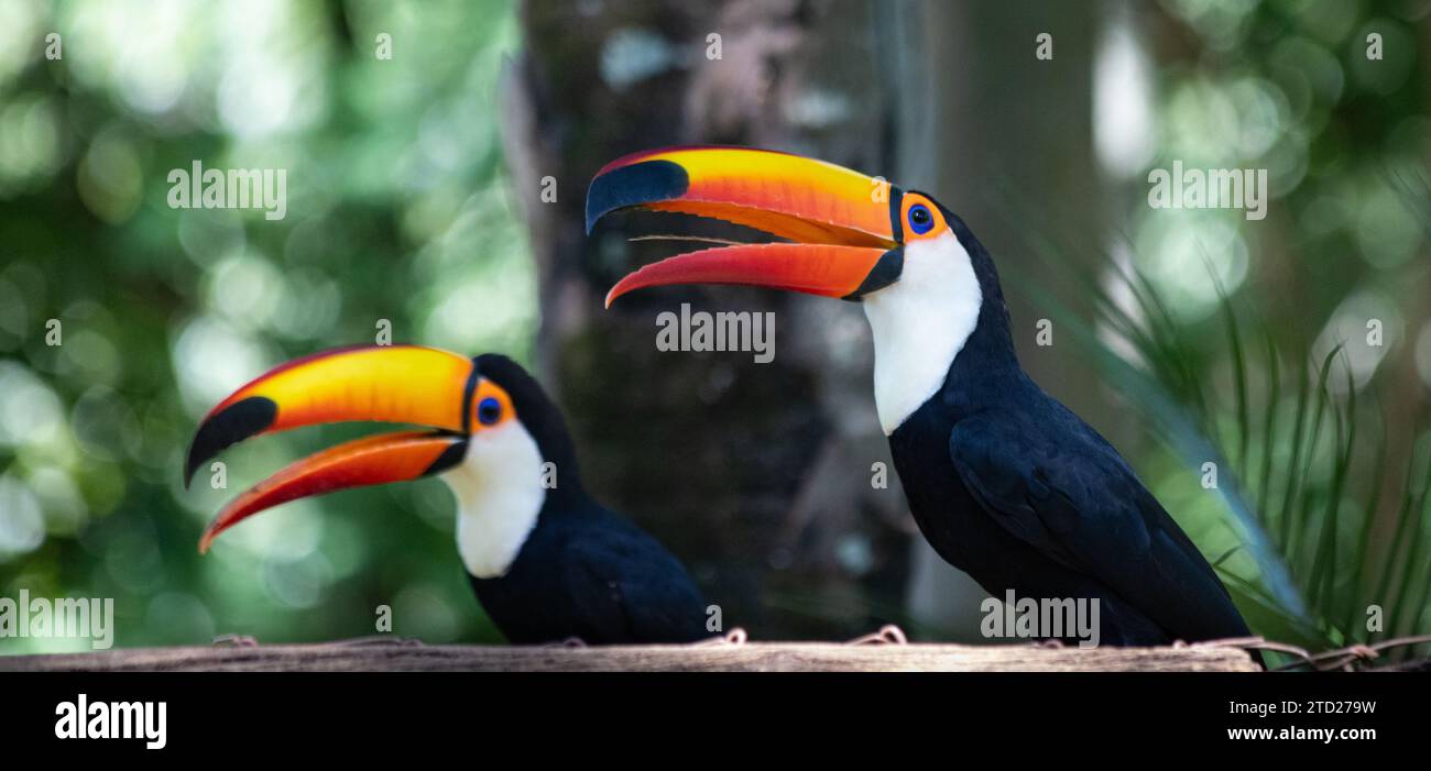 Toco toucan (Ramphastos Toco Stock Photo - Alamy