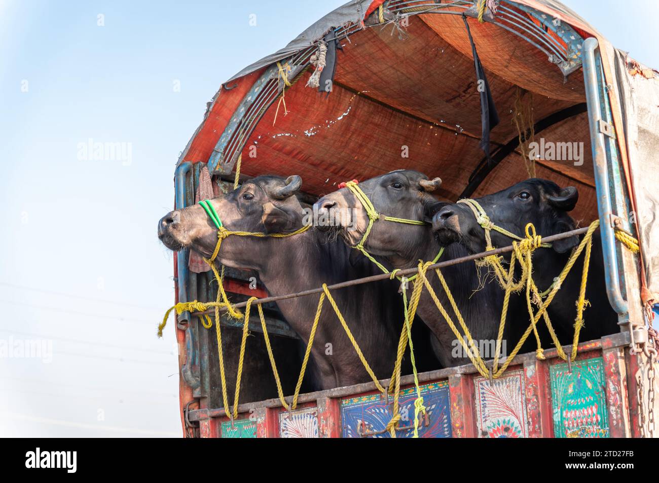 Buffalo being transported in Pakistan Stock Photo - Alamy
