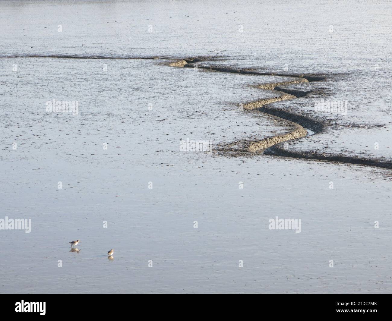 Wetland habitats of the Essex coastline: a zig-zag channel is carved in ...