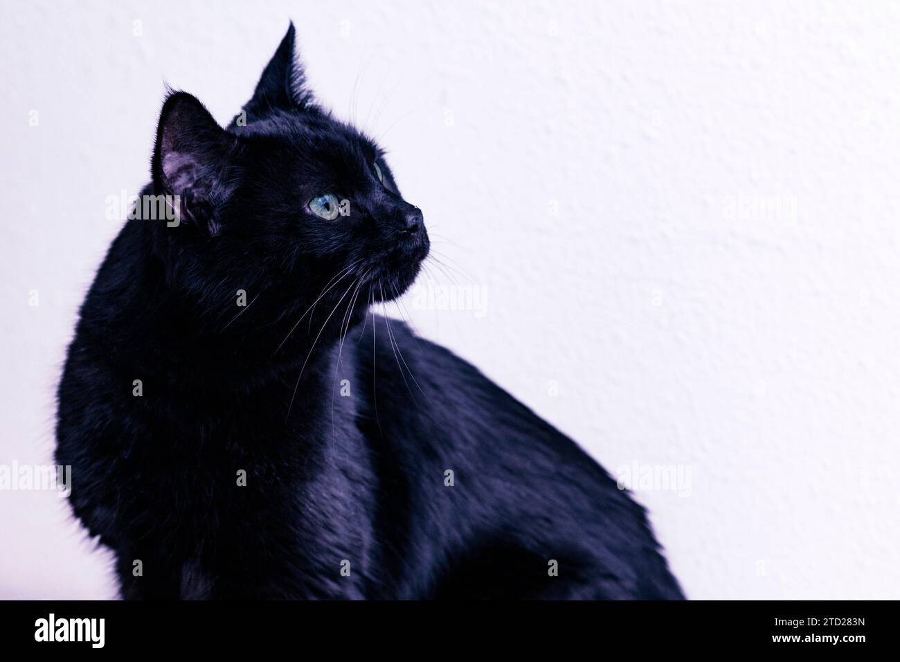 Black cat side profile Stock Photo - Alamy
