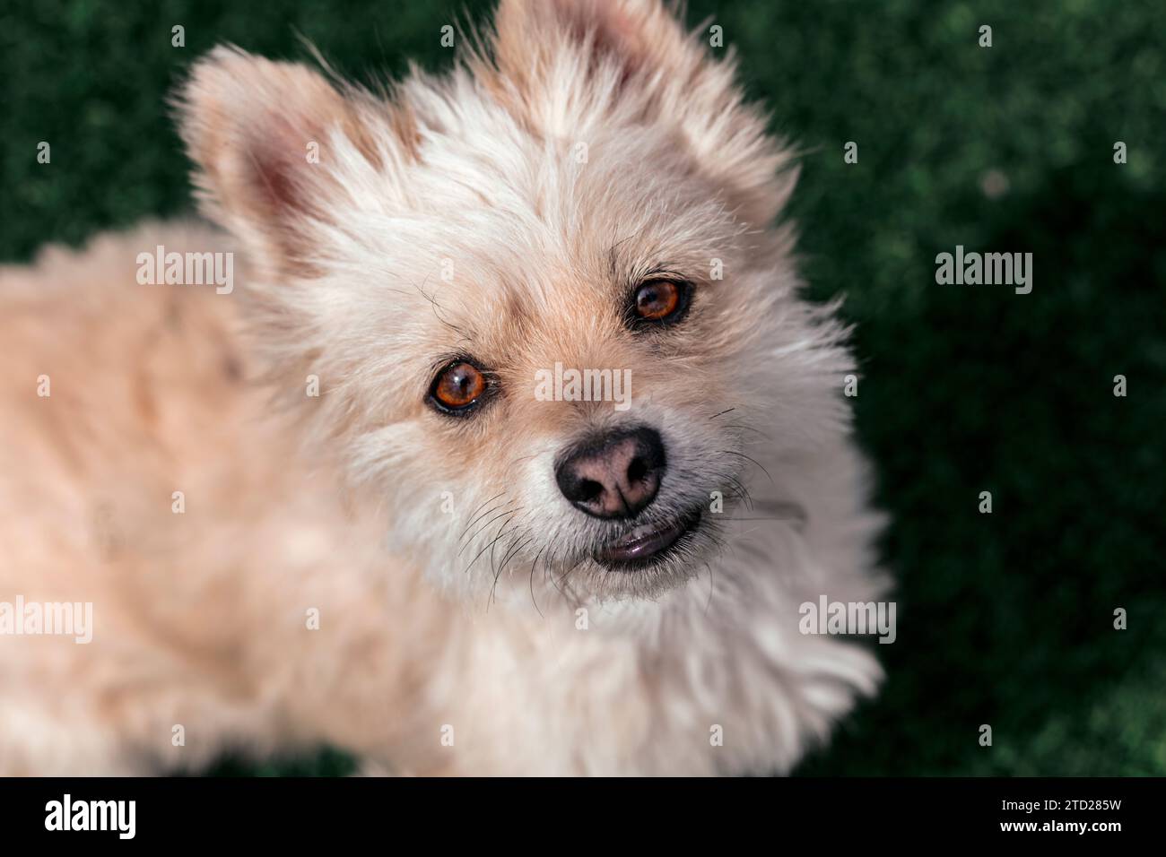 White Pomeranian Terrier Mix