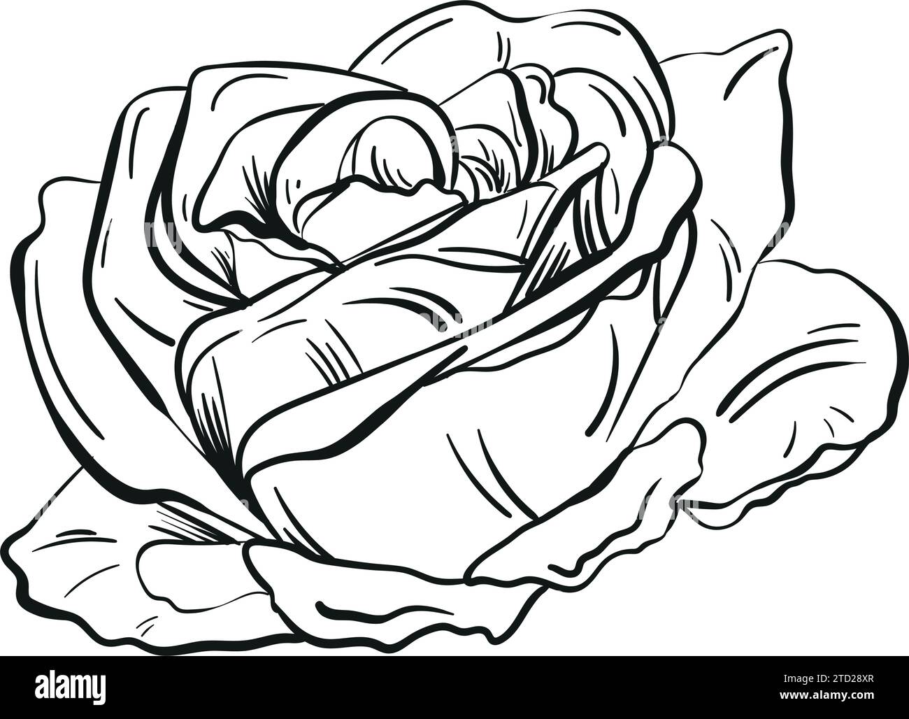 Detailed hand drawn flower blooming rose and flower buds. Engraving ...